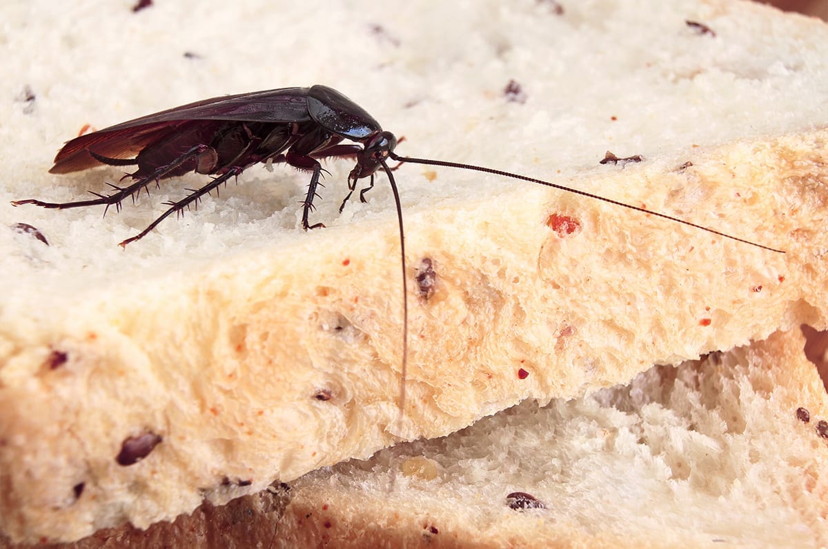 PestAway Australia | Get rid of Cockroaches