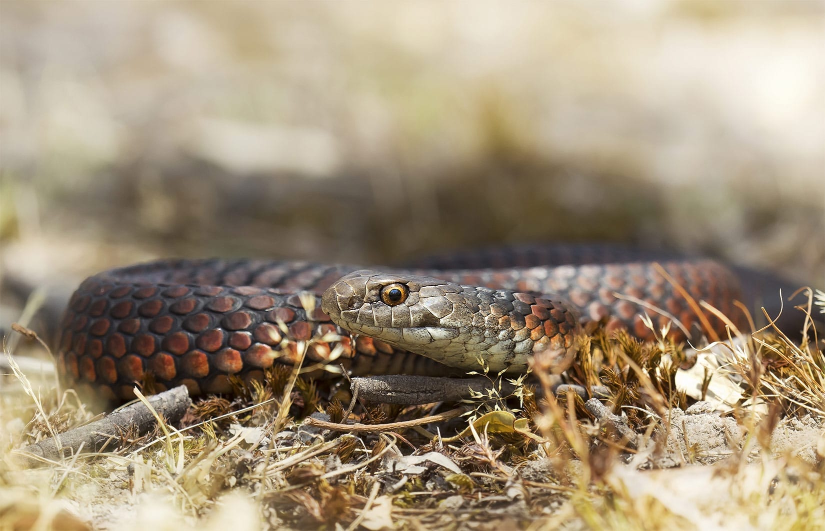 PestAway Australia | Snakes - PestAway Australia