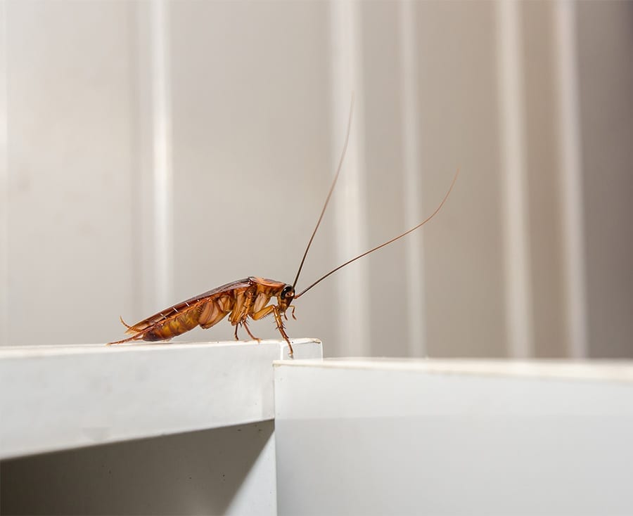 PestAway Australia | Get rid of Cockroaches